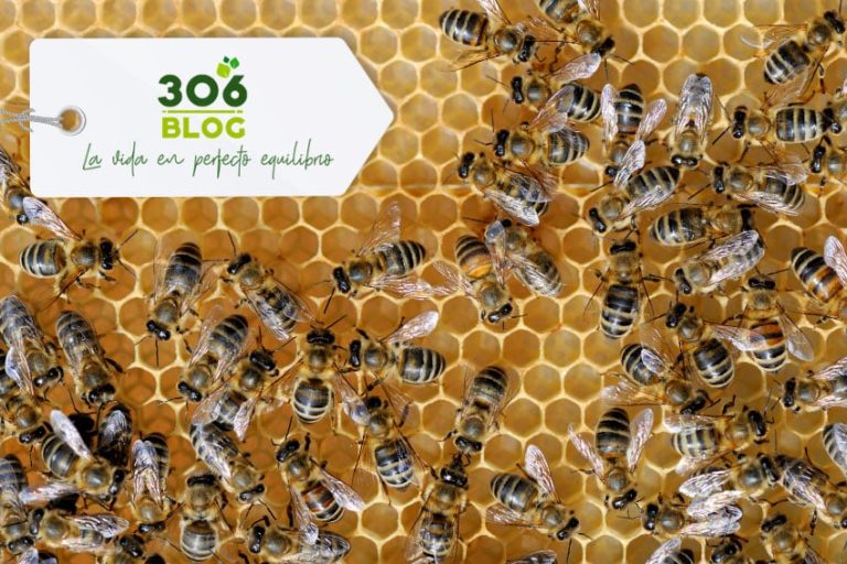 ¿Conoces la Apitoxina y para qué sirve? - Blog Tienda 306