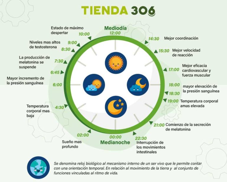 ¿Cómo funciona el Reloj Biologico? - Blog Tienda 306